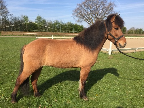 Islandpferde, Falbe, Naturtölter, Brynja von Vindhólar, Islandpferdehof ...