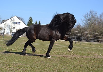 Islandpferde, Rappe, 5 Gänger, Fönix von Vindhólar, Islandpferdehof ...