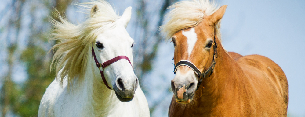 Pferde kaufen, Islandpferde Verkauf, Reiterferien